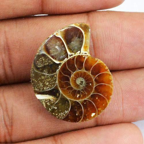 Genuine Untreated Ammonite Gemstone